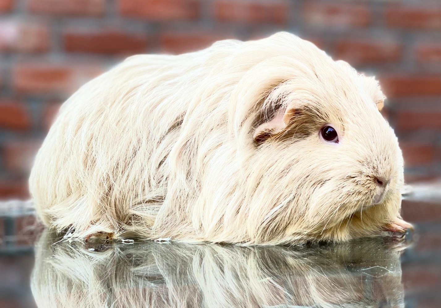 Onze cavia's :: Cavialoft De Boeck